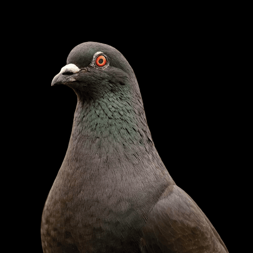 Lutter efficacement contre les volatiles : nos conseils pour chasser les